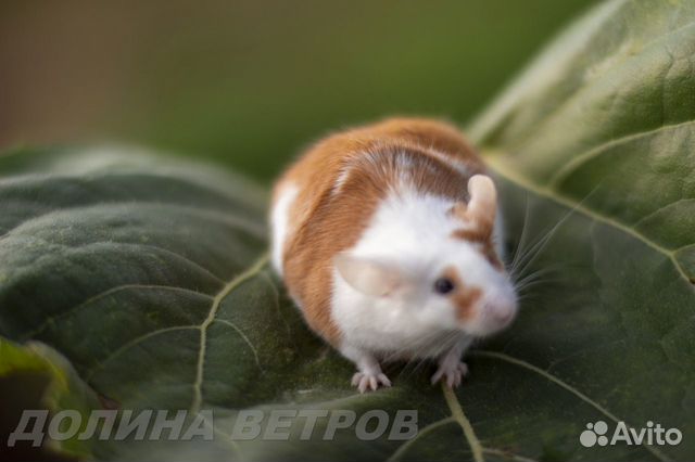 Мальчик мышка розетка красно-белый