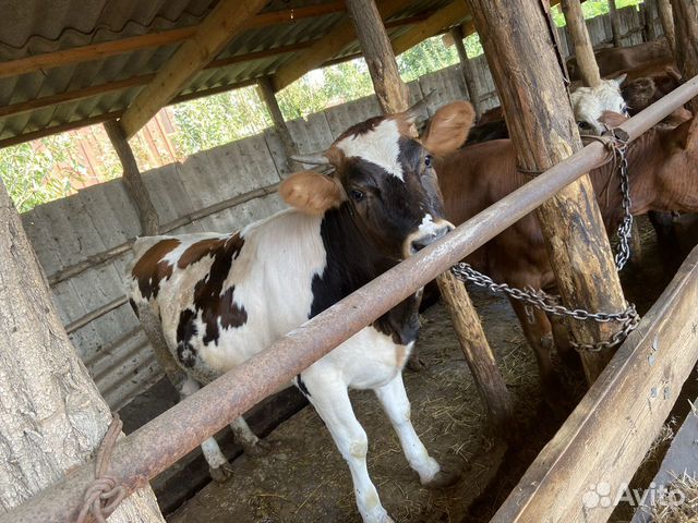 Телки 1,5 года