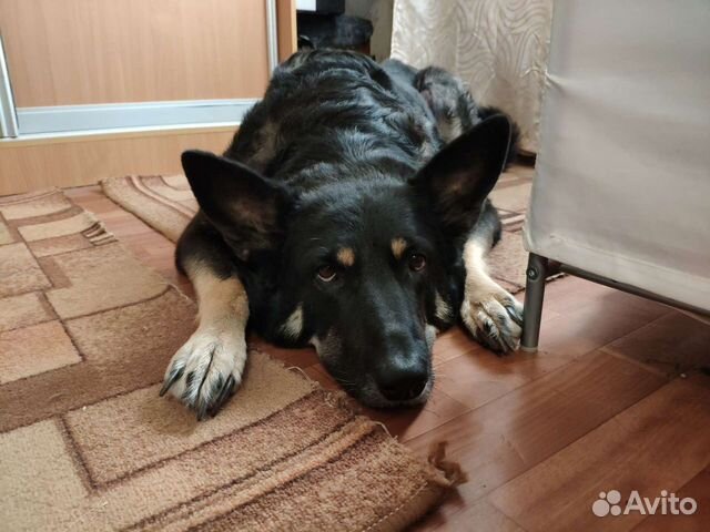 Собака в добрые руки