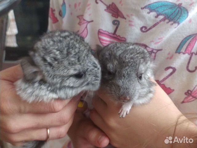 Британская шиншилла