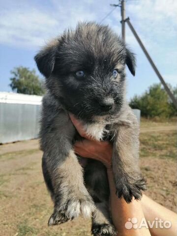 Щенок с разноцветными глазками в добрые руки