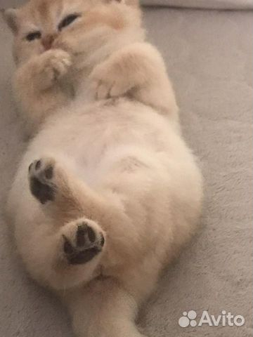 Британская шиншилла