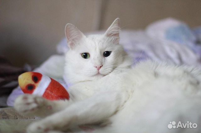 Турецкая ангора в дар