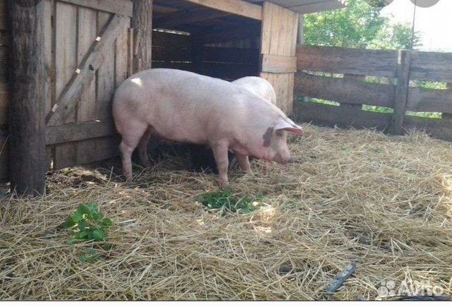 Свиньи, хряки