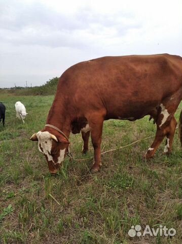 Коровы дойные молочные