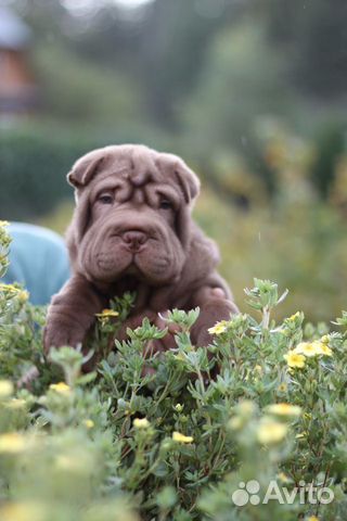 Шоколада много не бывает