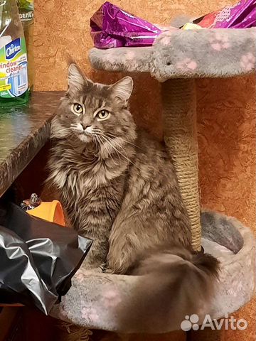 Мэйн кун кошечка вязка