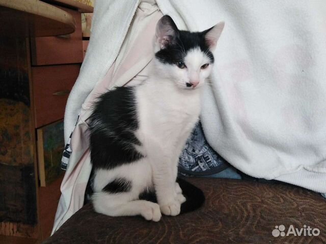 Кошка