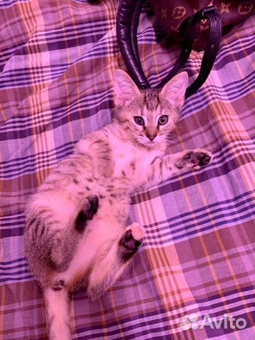 Котенок