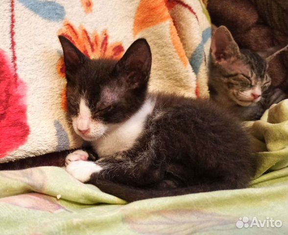 Котенок девон-рекс