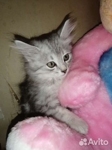 Кошка