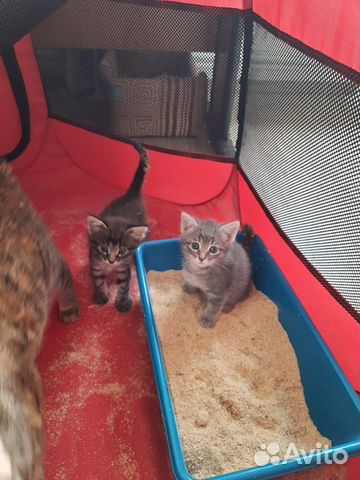 Котята Каспер и Лили, 1 месяц