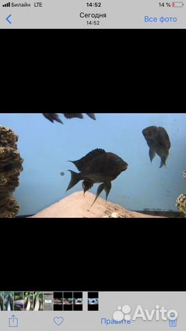 Танганьика. Петрохромис Тревавас