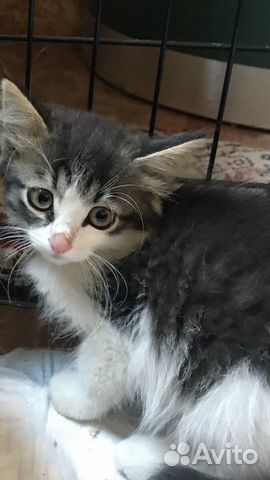 Котёнок мальчик 1,5 мес (метис сибирской)