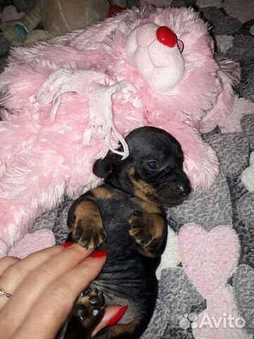 Собаки щенки мини таксы