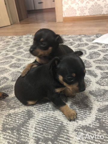 Мини той-терьер