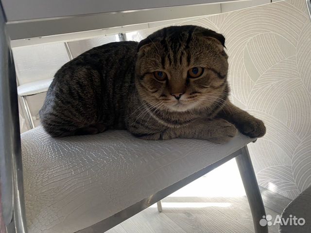 Котик шотландский вислоухий