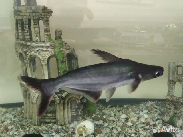 Отдаю акульего сома