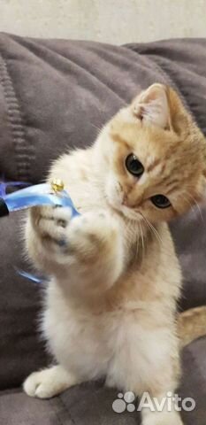 Британская золотая шиншилла