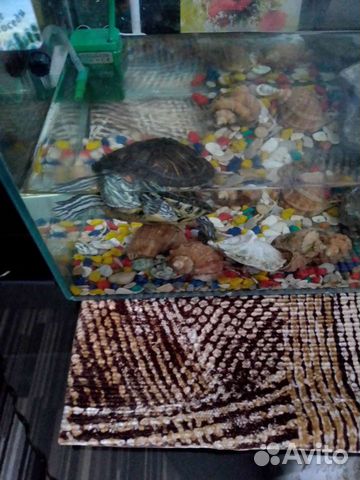 Водяная черепаха