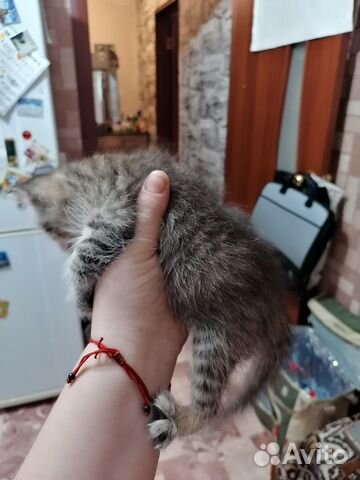 Малыш ищет семью
