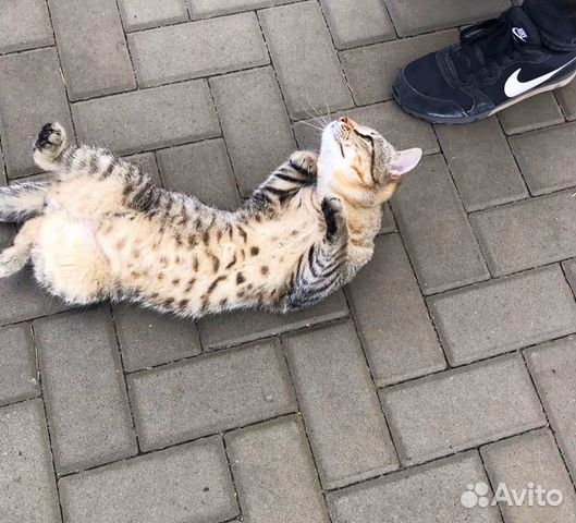 Шикарный тигр в добрые руки