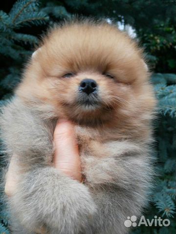 Яркая Малышка шпица