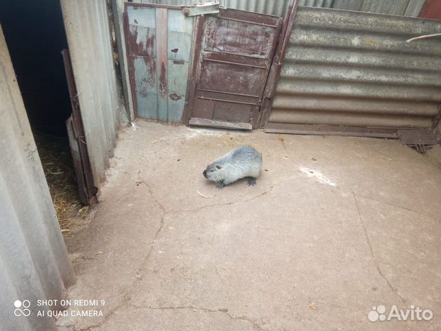 Самцы нутрии на племя