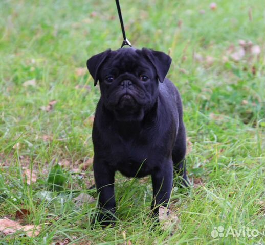 Элитные щенки мопса. Девочки и мальчик