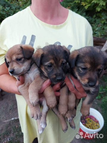Щеночков в хорошие руки Бесплатно