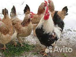 Продам петушков и несушек