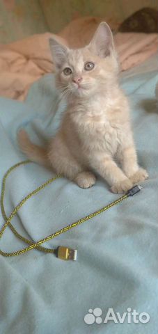 Рыжий персиковый котёнок