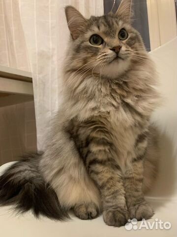 Кошка сибирская 2 года