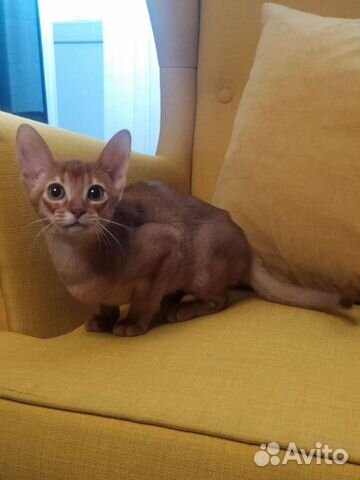 Абиссинская кошечка Соррель