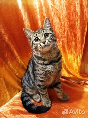 Кошечка Тигра, отдам в добрые руки