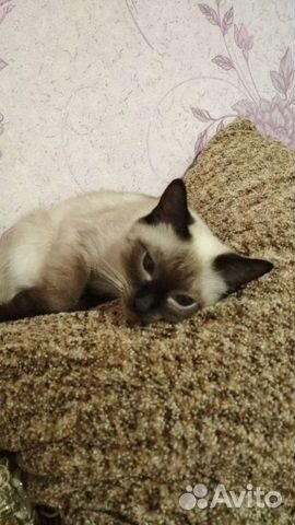 Тайская кошка