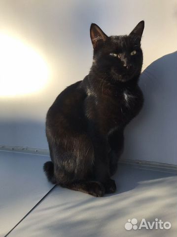 Черный кот-«друг» котомалыша