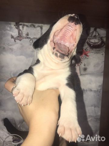 Американский булли