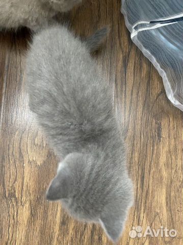 Котенок смесь шотландца и британца