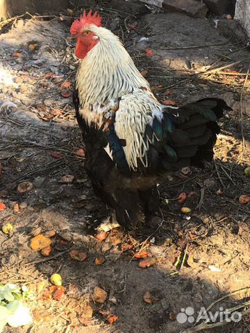 Два петуха породы «Мрамор- несушка»