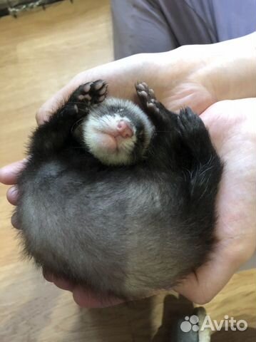 Хорек бесплатно