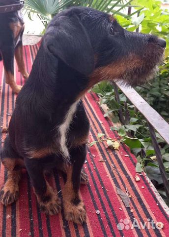 Щенок ягдтерьера