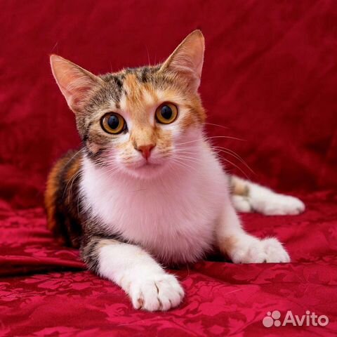 Кошечка Соня ищет дом