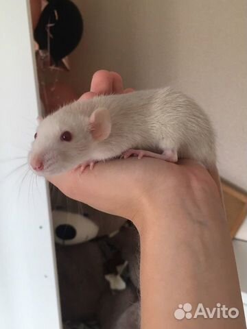 Крыска с домиком