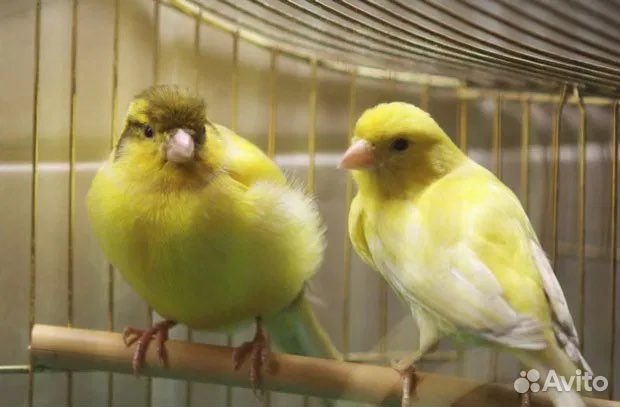 Кенара лимонные. Можно с клеткой
