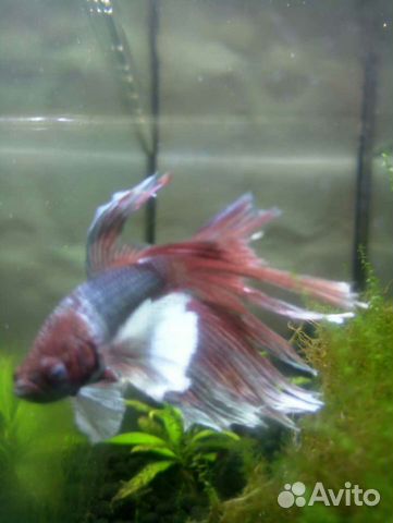 Петушок дамбо