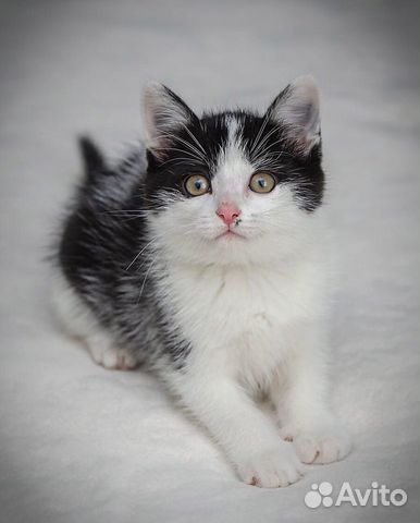 Коржик-идеальный котомальчик ищет дом