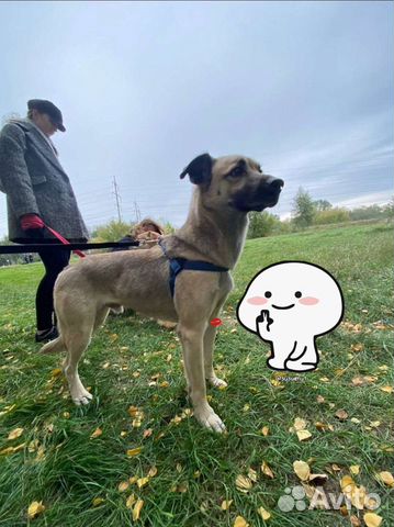 Барон забери его скорей