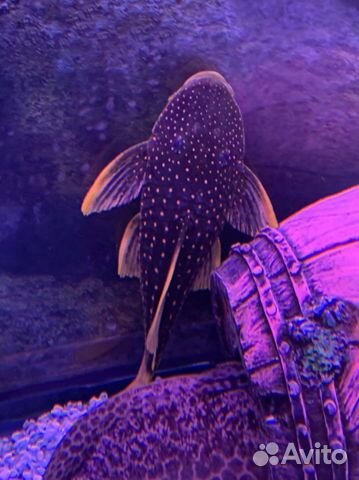 Лютеус сом (Hypostomus luteus) 25 см