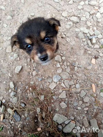 Щенки